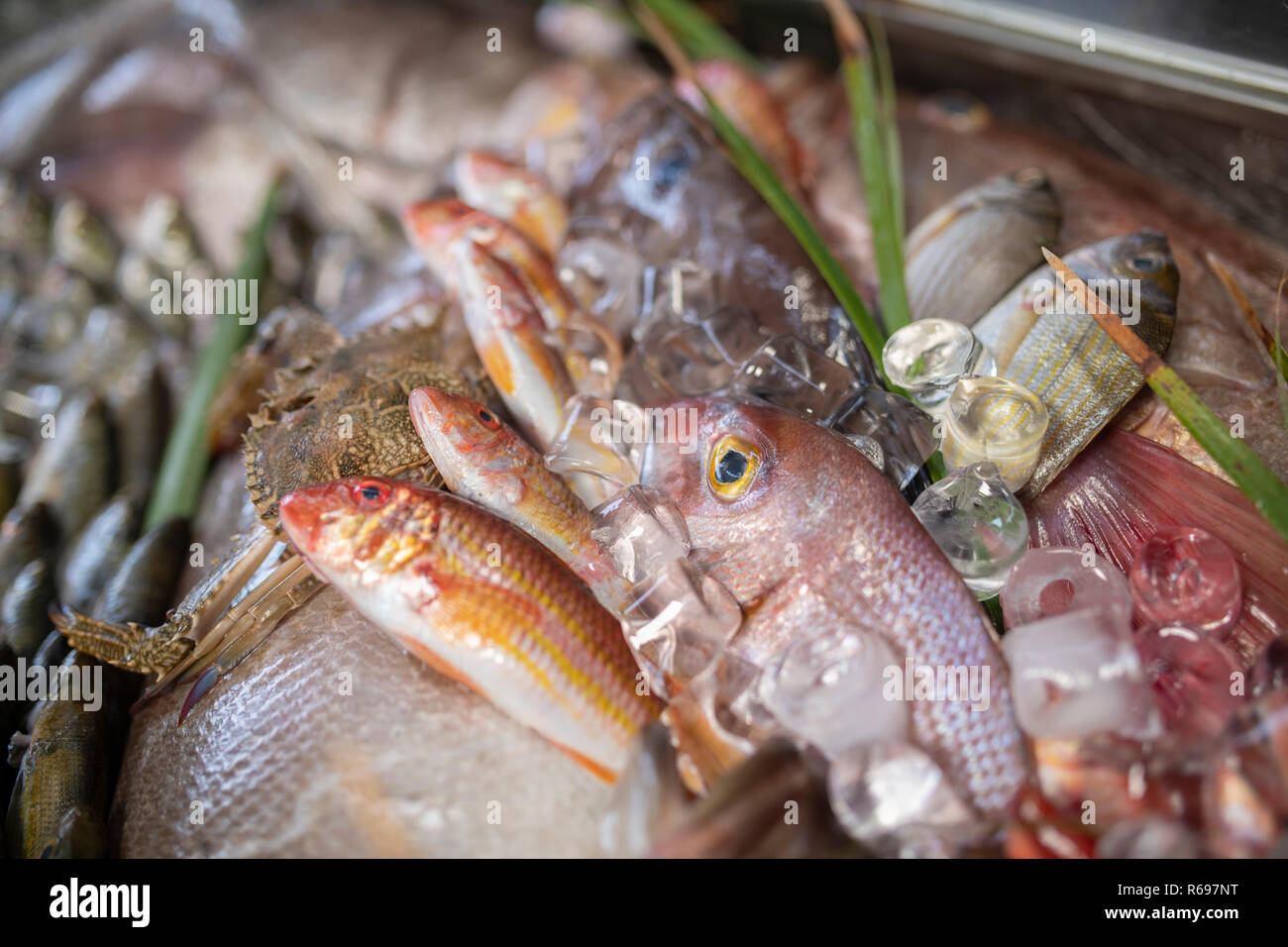 Lobster, octopus, red mullet, boops boops, sea bass, sea bream, white ...