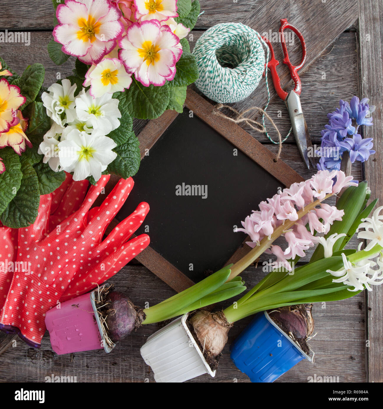 Hyazinten hi-res stock photography and images - Alamy