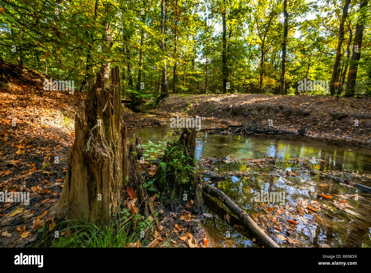 Natural lowland forest stream in the autumn during sunrise in the early ...