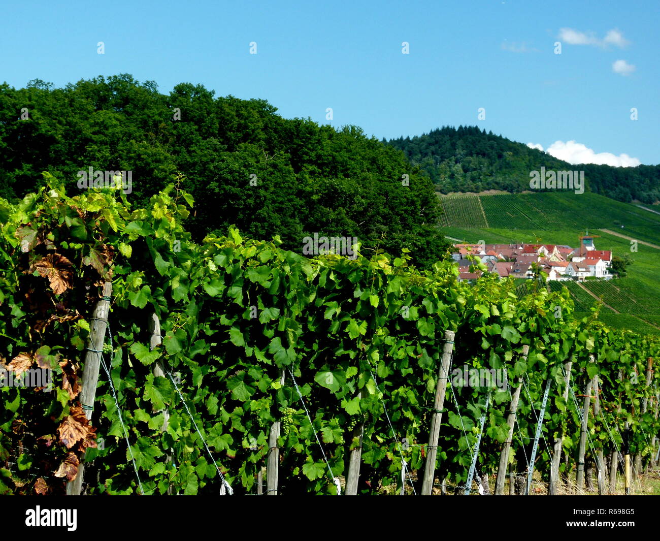 idyllic wine region Stock Photo - Alamy