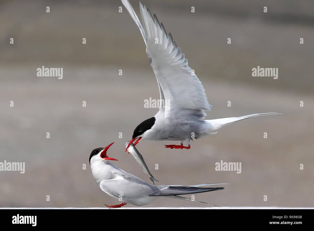 arctic tern with small fish in its beak as a gift for partner in ...