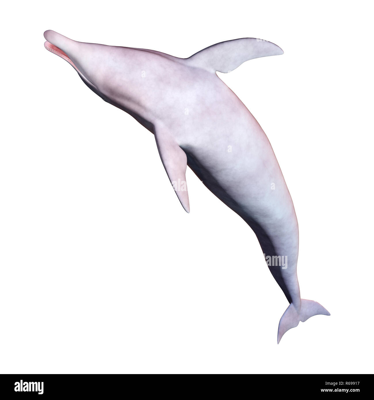 3D Rendering Dolphin on White Stock Photo - Alamy