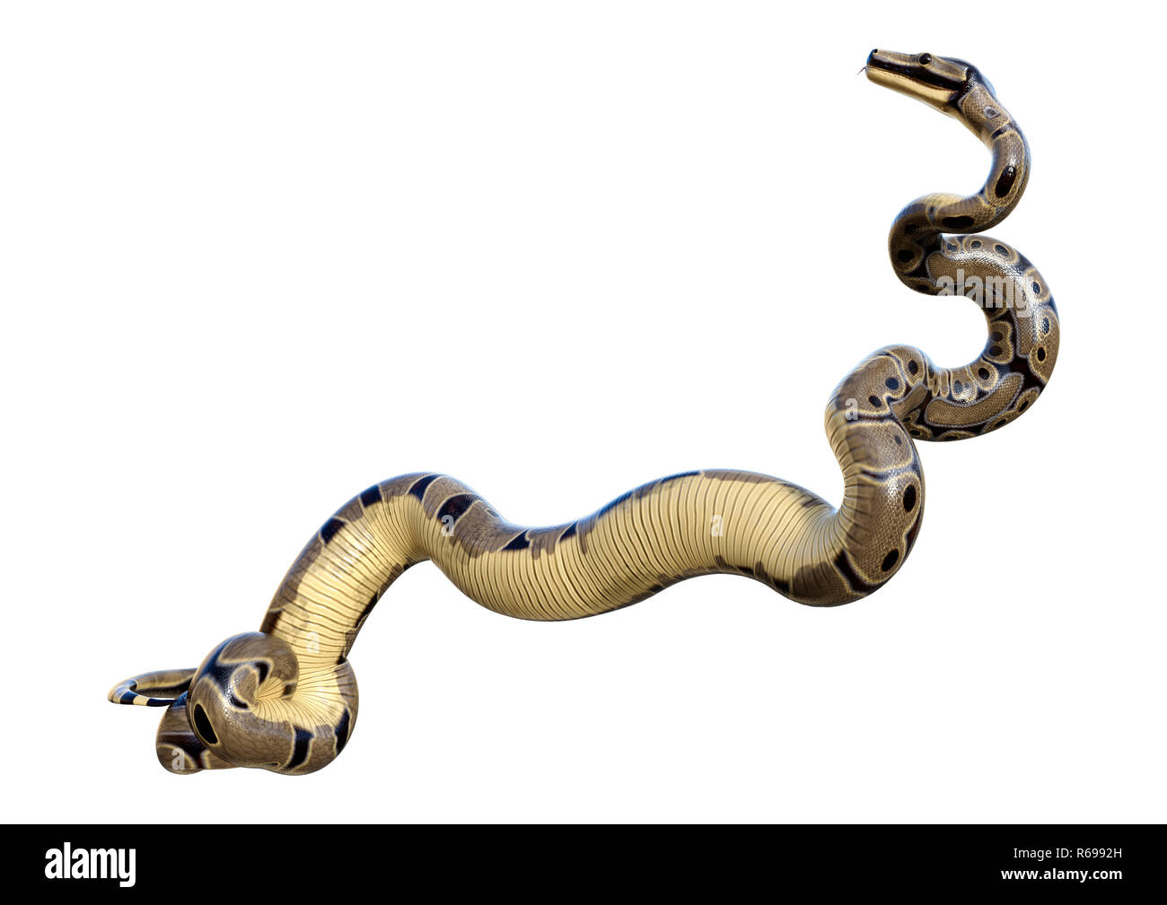 3D Rendering Ball Python on White Stock Photo - Alamy