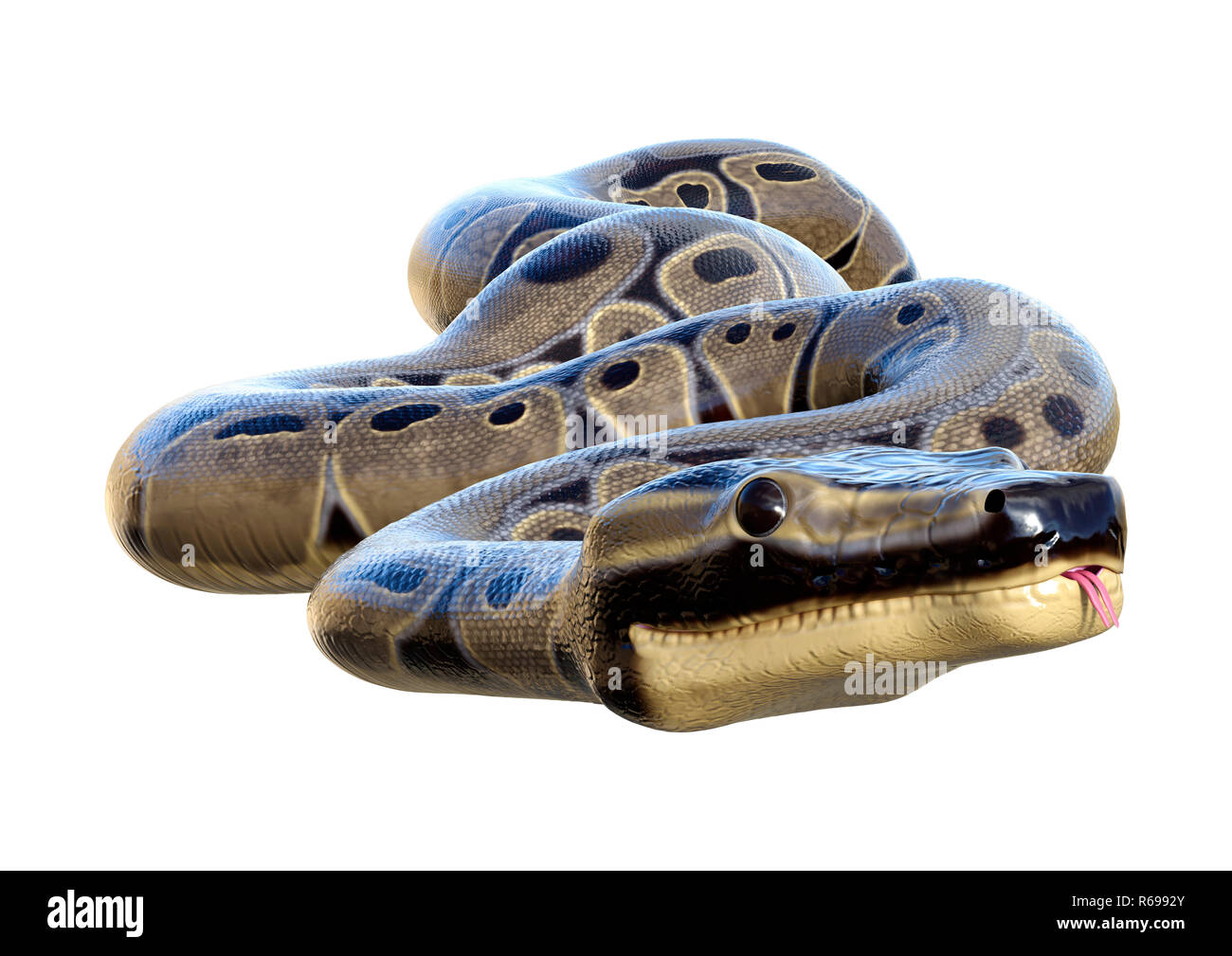 3D Rendering Ball Python on White Stock Photo - Alamy