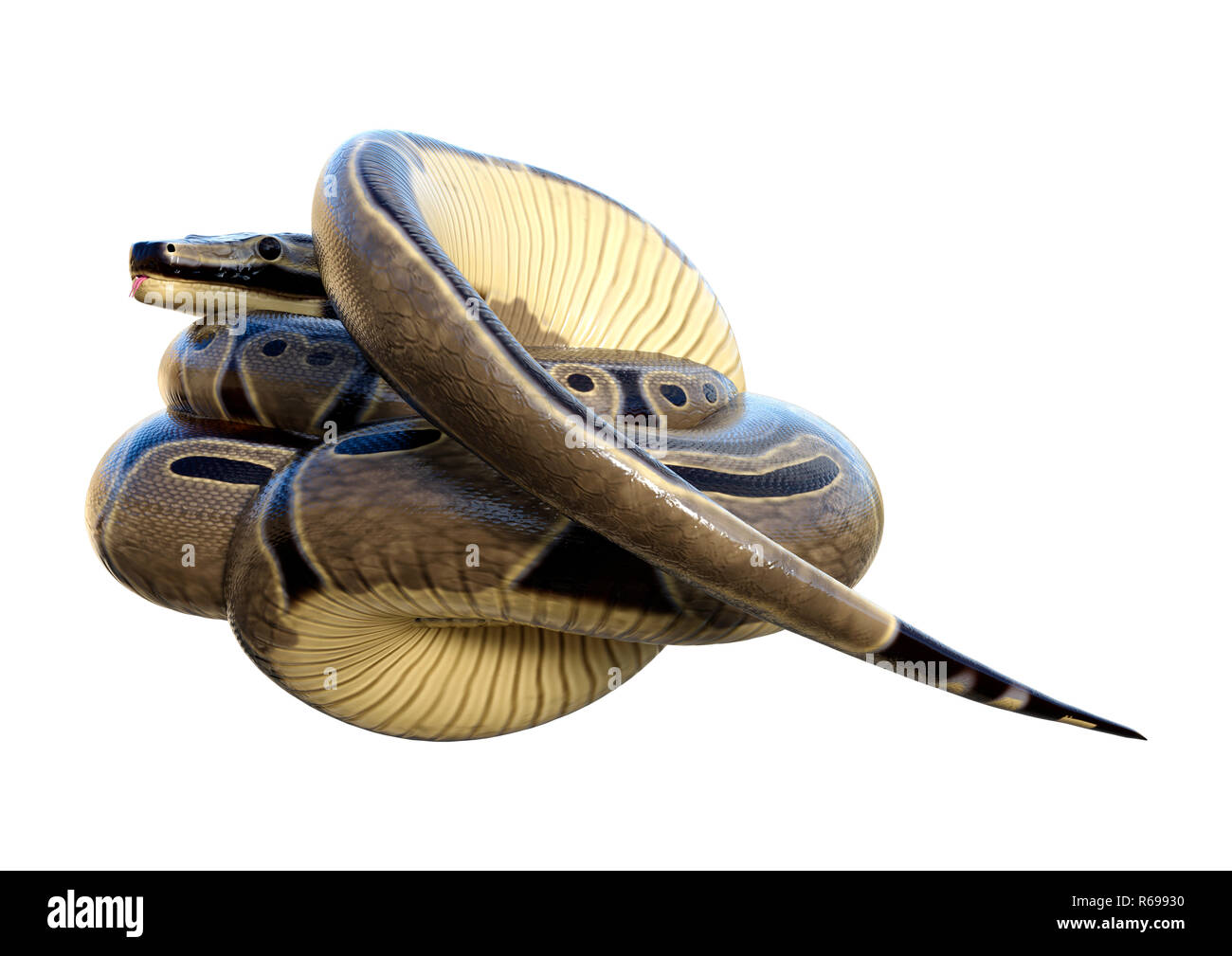 3D Rendering Ball Python on White Stock Photo - Alamy