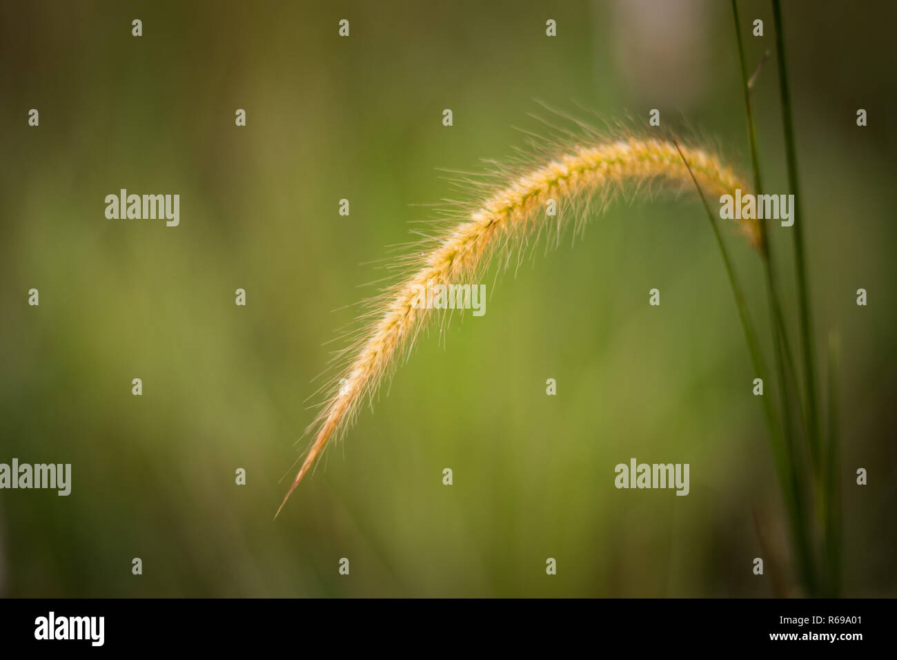 Cogon grass hi-res stock photography and images - Alamy