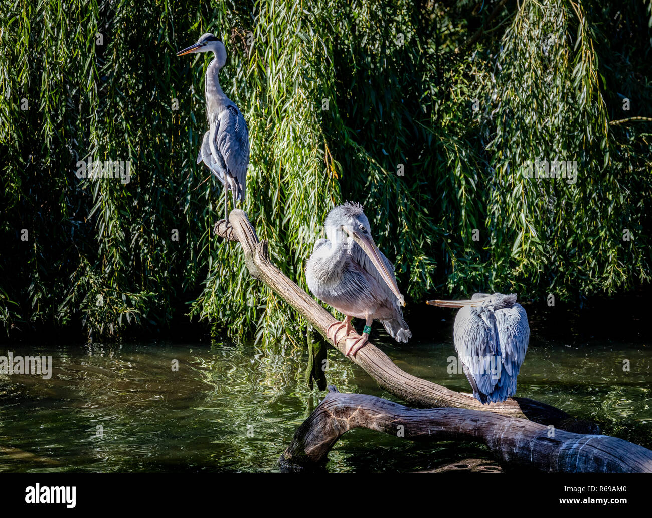 Zoo pelikan hi-res stock photography and images - Alamy