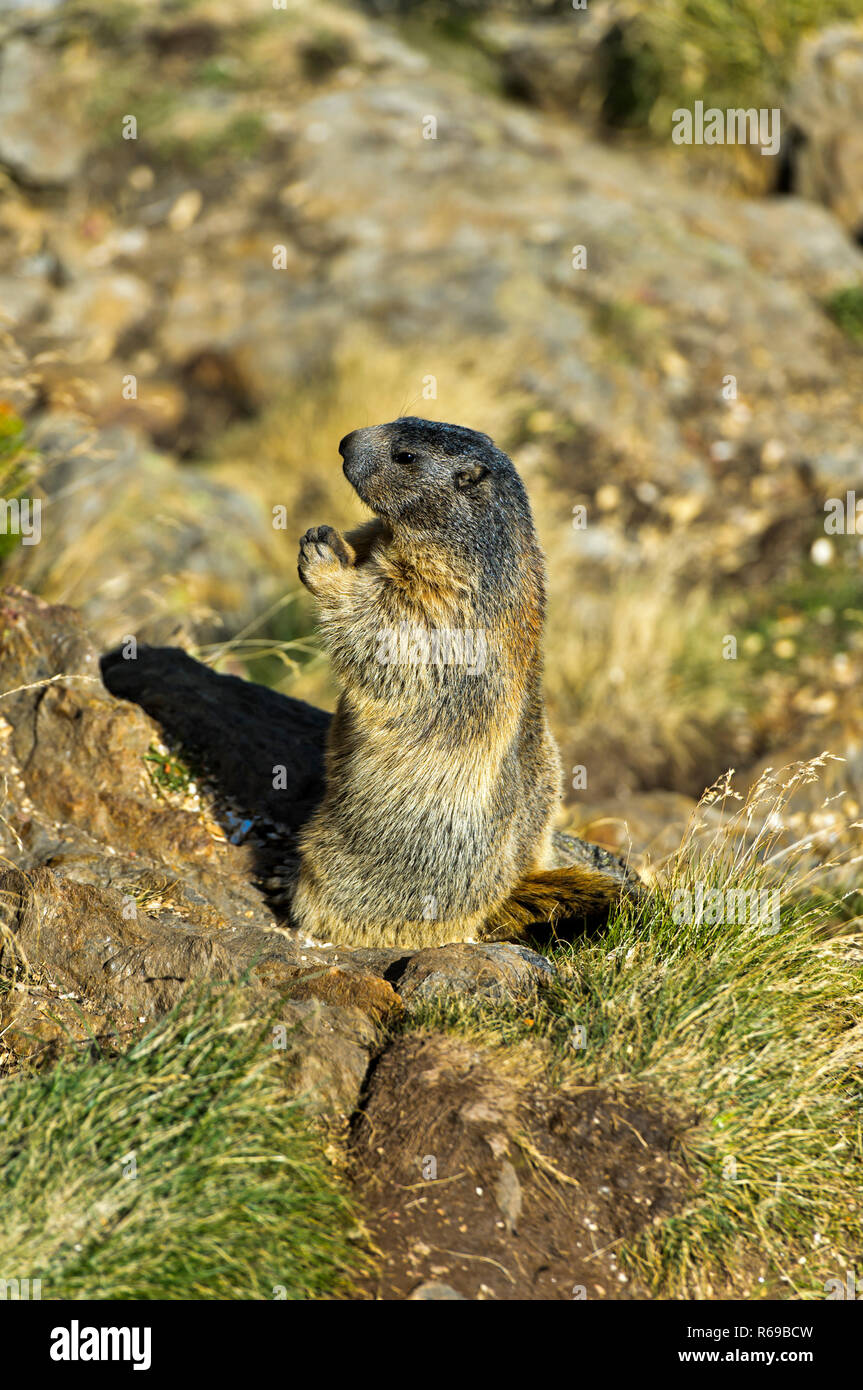 Murmeltier tier hi-res stock photography and images - Alamy