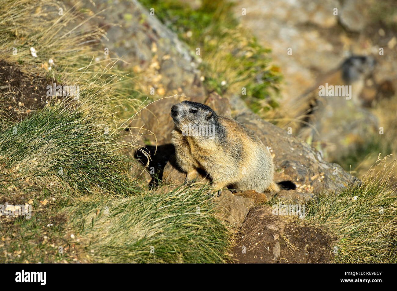 Schweizer wildtiere hi-res stock photography and images - Alamy