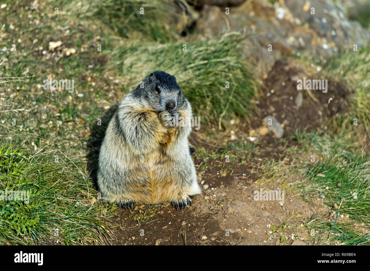 Schweizer wildtiere hi-res stock photography and images - Alamy
