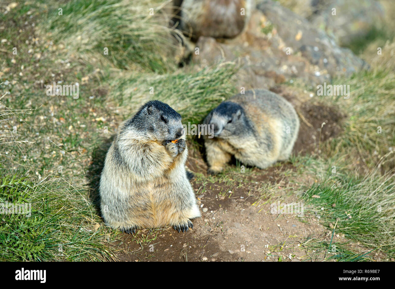 Schweizer wildtiere hi-res stock photography and images - Alamy