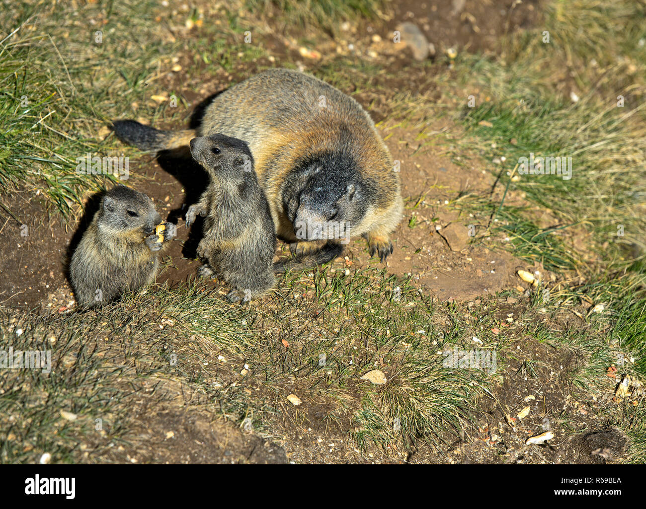 Schweizer wildtiere hi-res stock photography and images - Alamy
