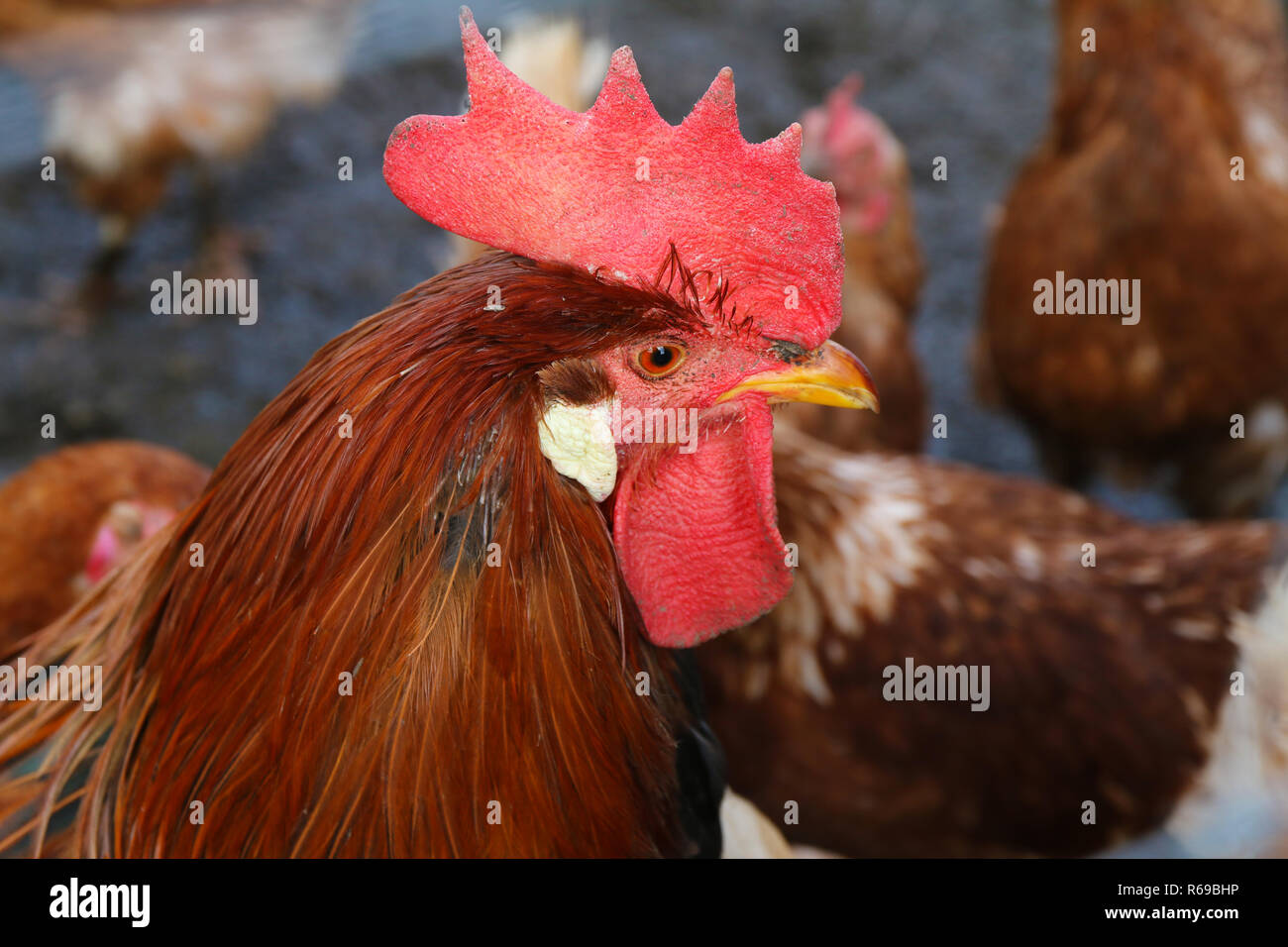 Proud domesticated animal hi-res stock photography and images - Alamy