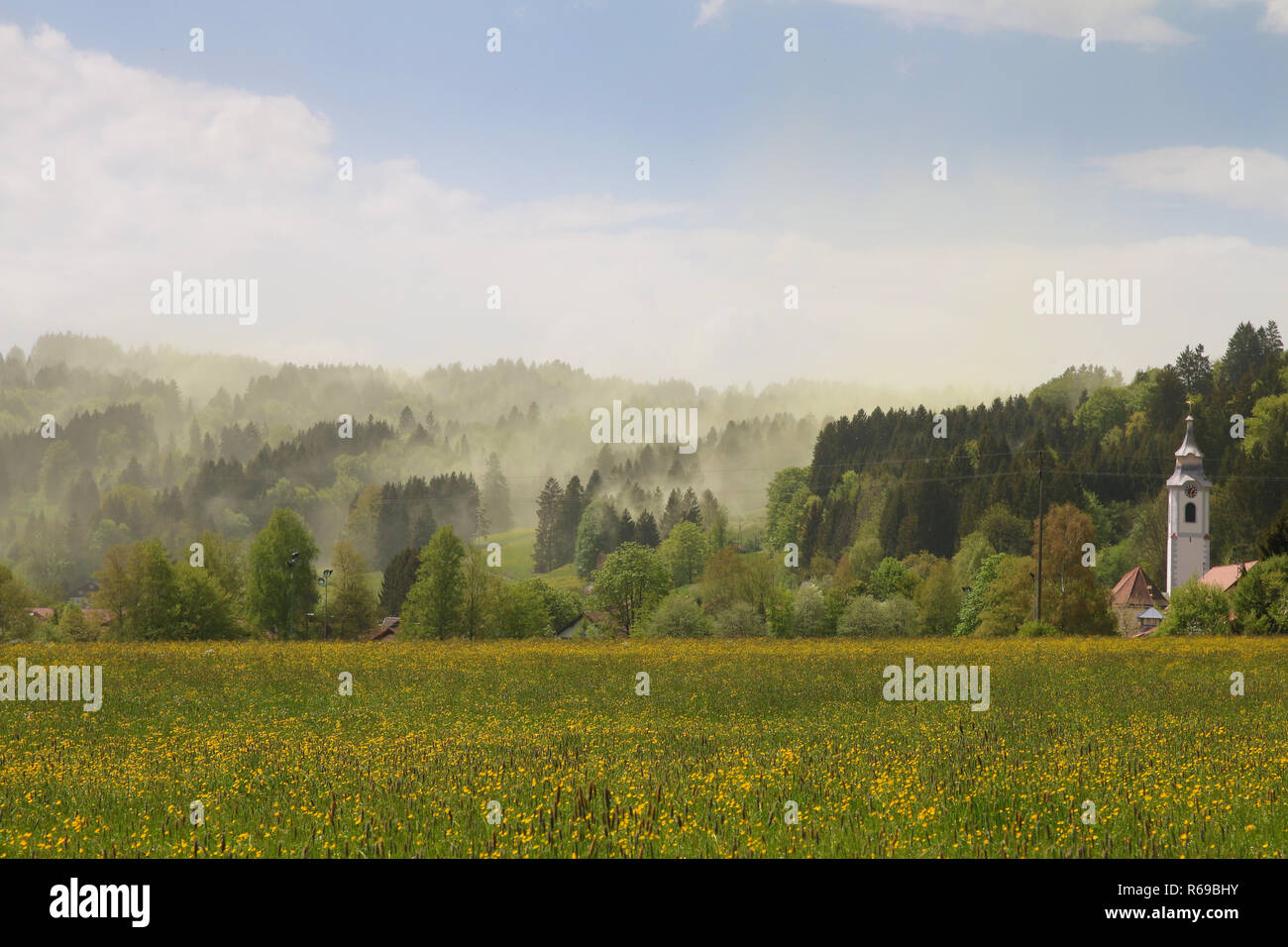 Clouds Of Pollen Stock Photo - Alamy