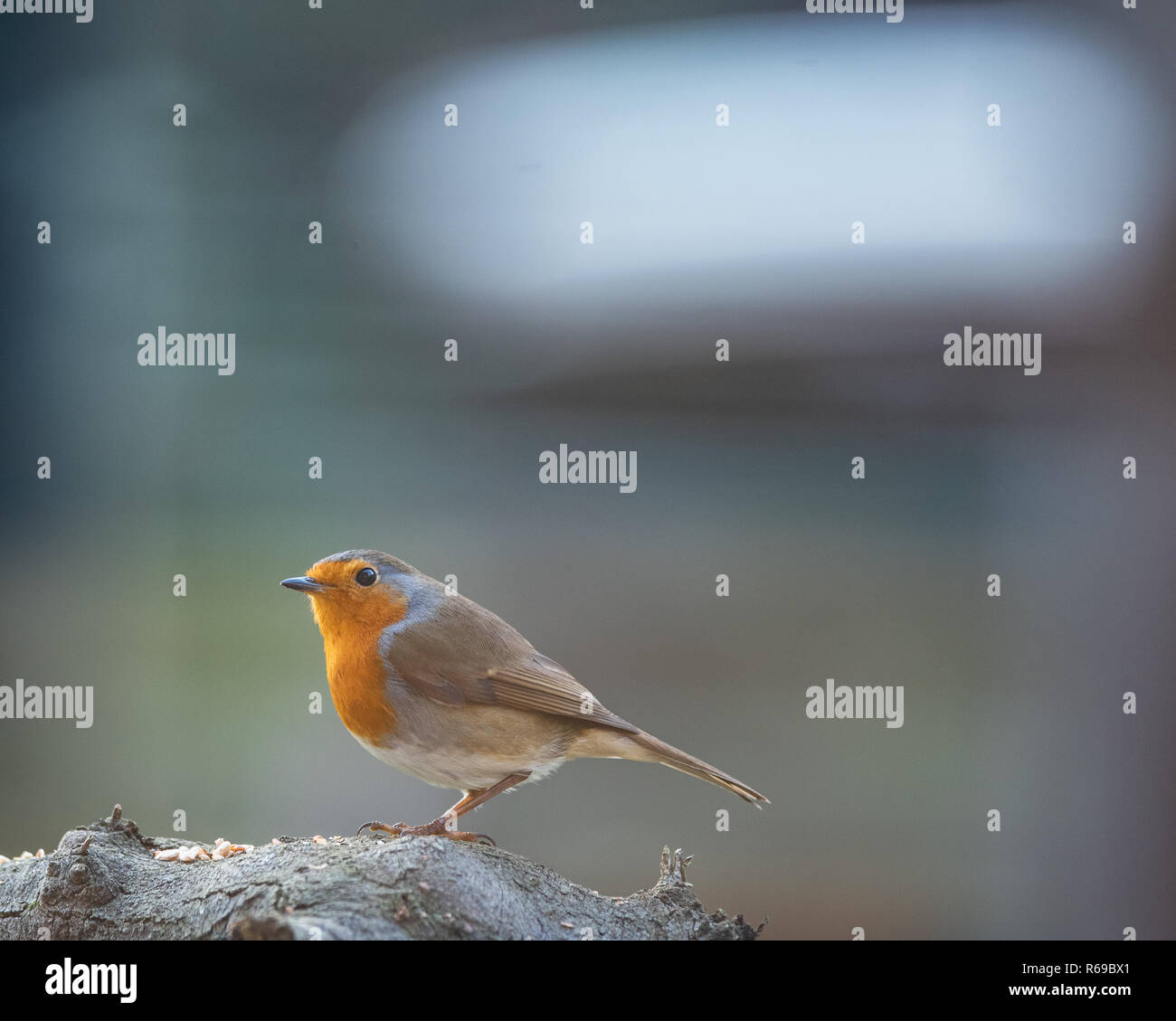 Fat robin hi-res stock photography and images - Alamy