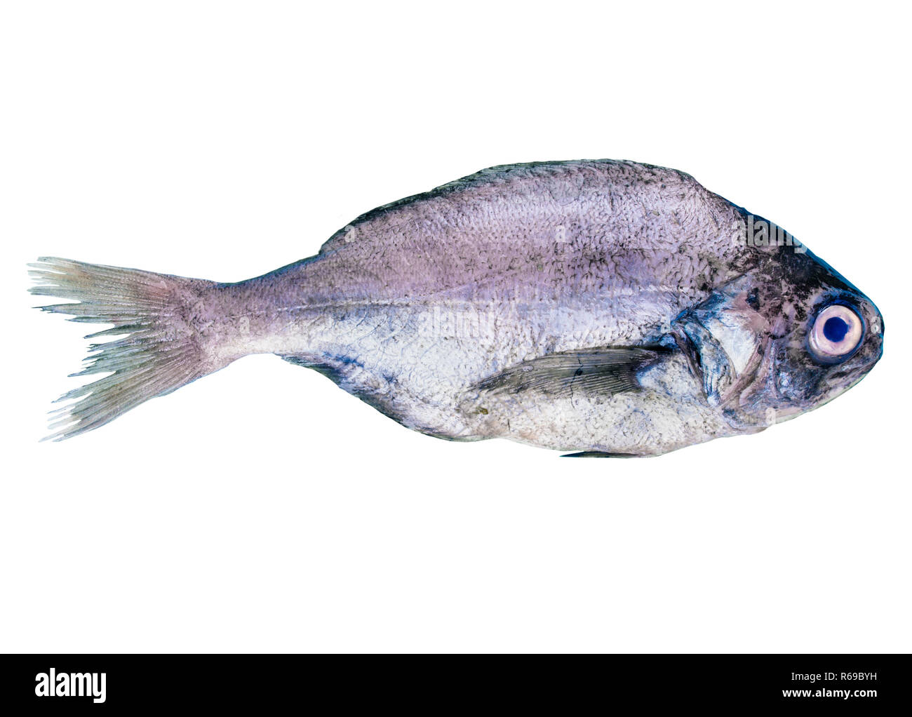 Bream Food Fish Isolated On White Stock Photo - Alamy