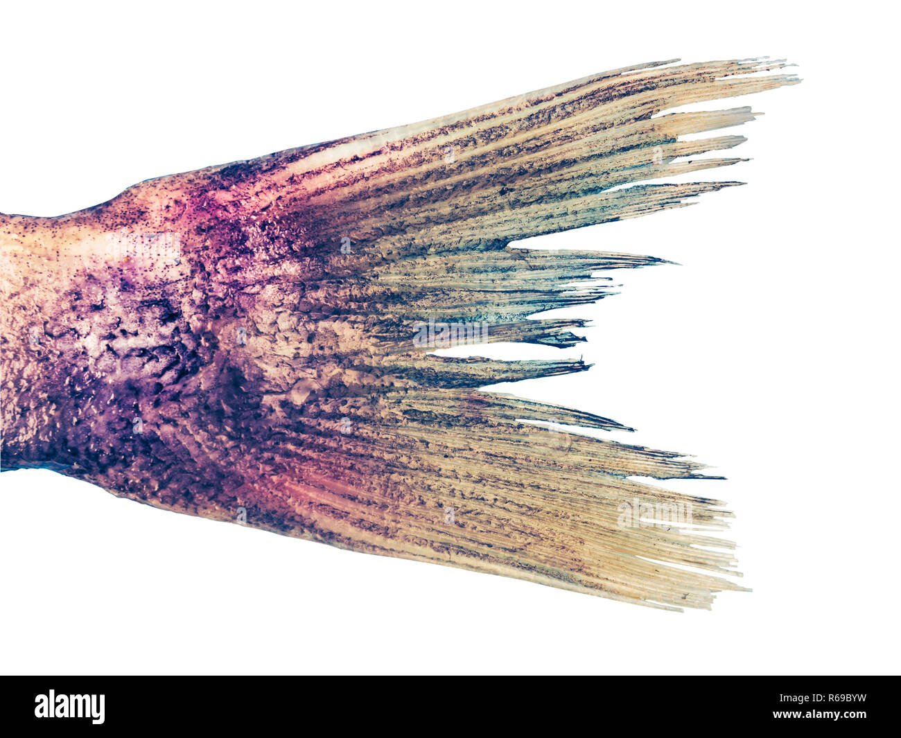 Tail Of A Fish Isolated On White, Conceptual Photo Stock Photo - Alamy