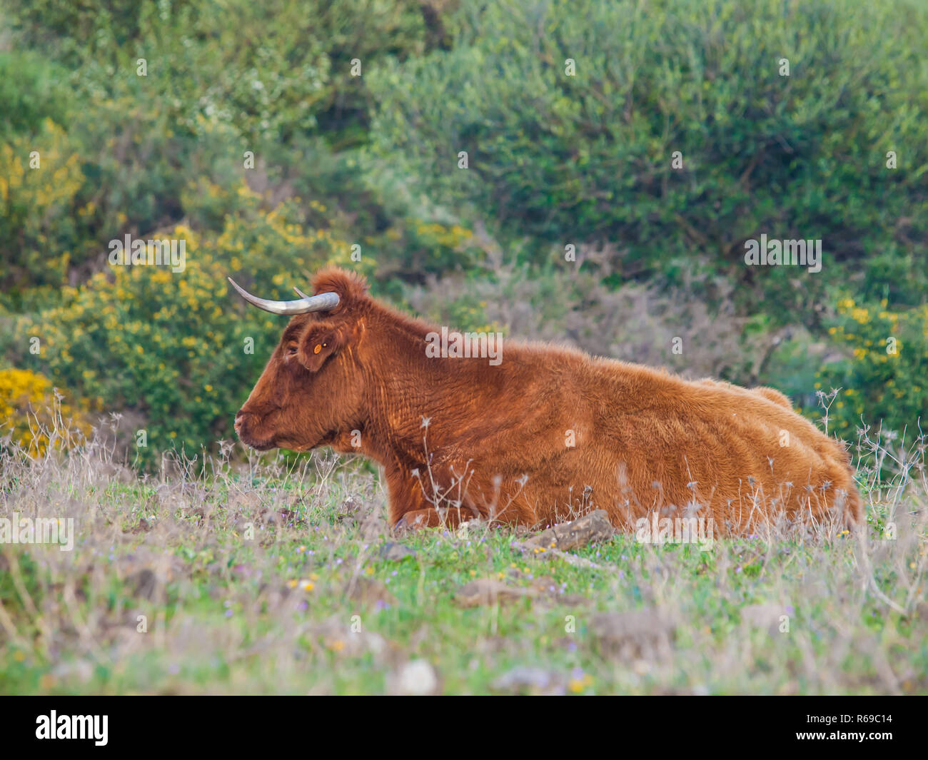 Retinto beef hi-res stock photography and images - Alamy