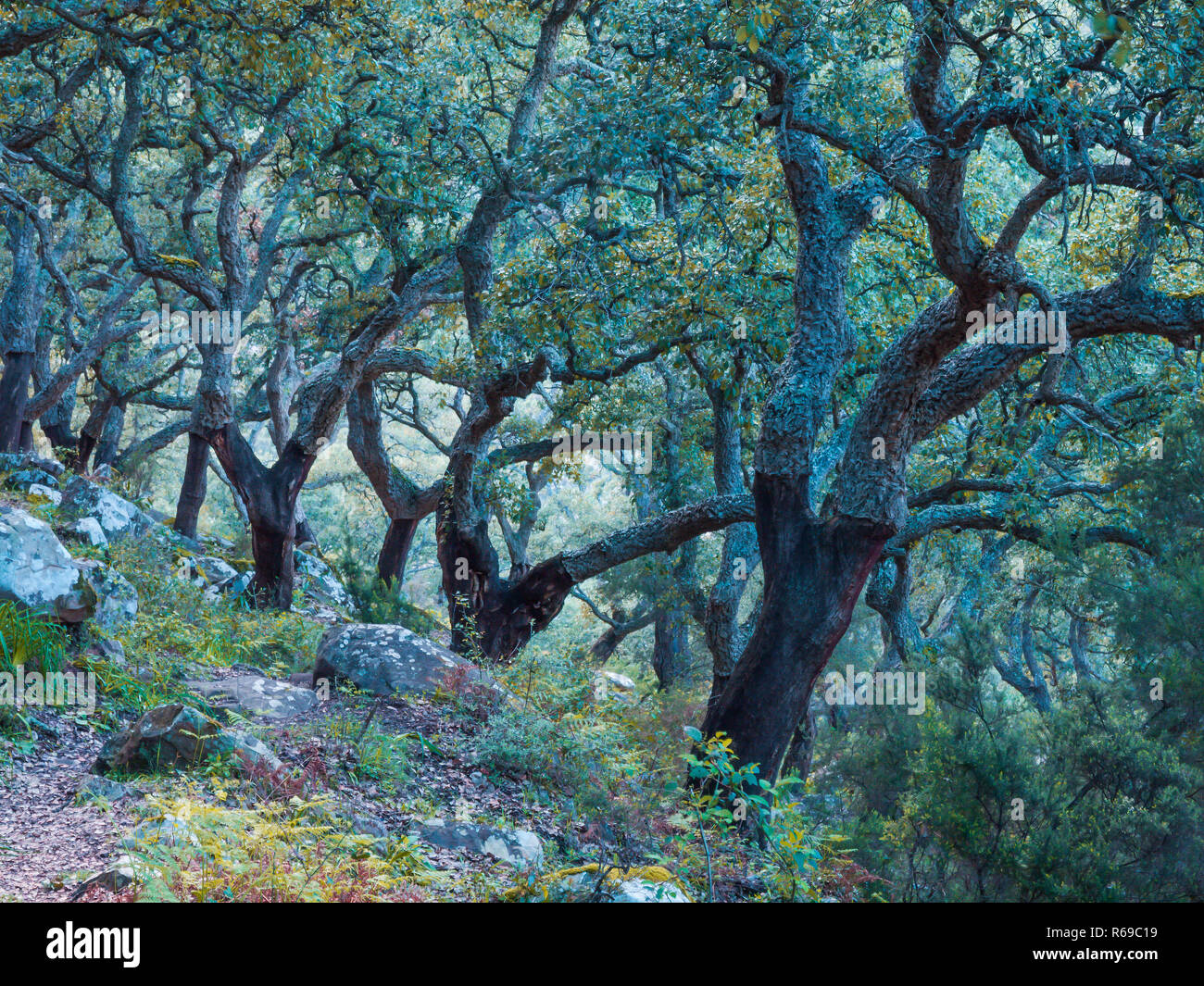 Cork woods los alcornocales hi-res stock photography and images - Alamy