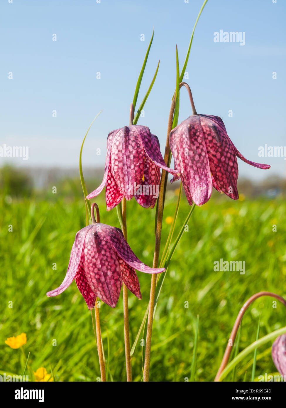 Flowers, Fritillaria Meleagris, On A Meadow Stock Photo - Alamy