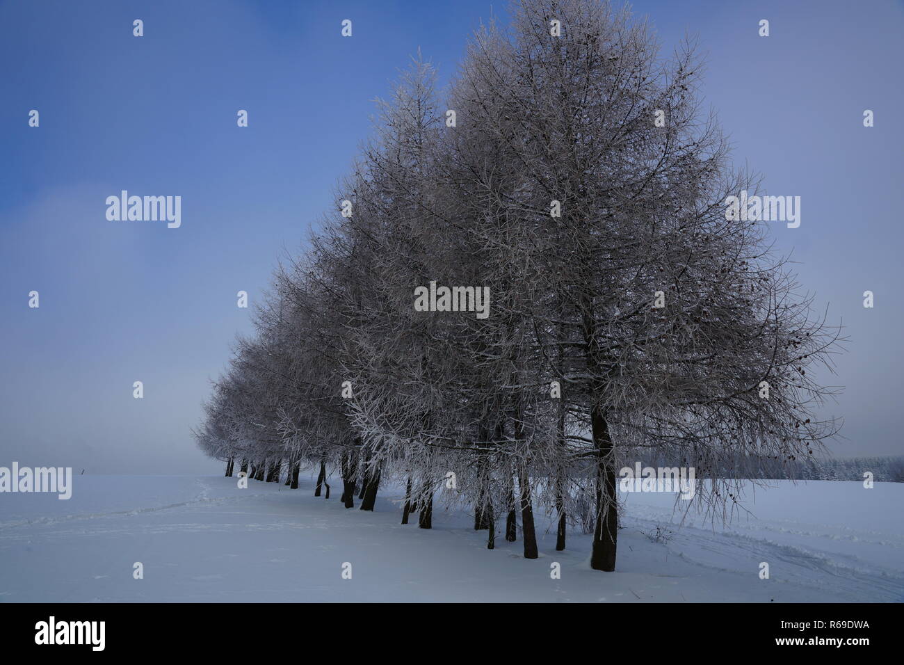 Row of larch trees hi-res stock photography and images - Alamy