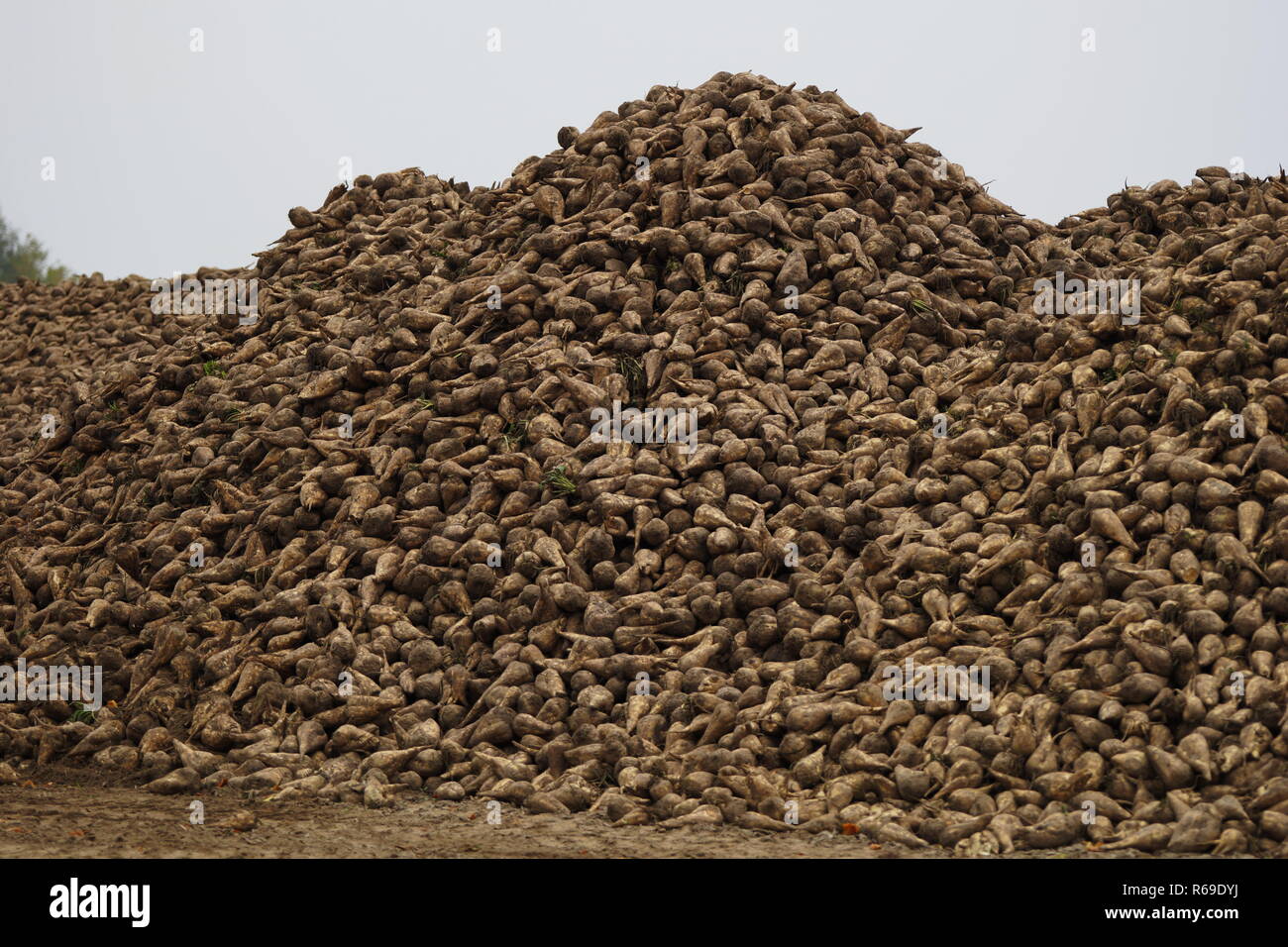 Zuckerpflanze hi-res stock photography and images - Alamy