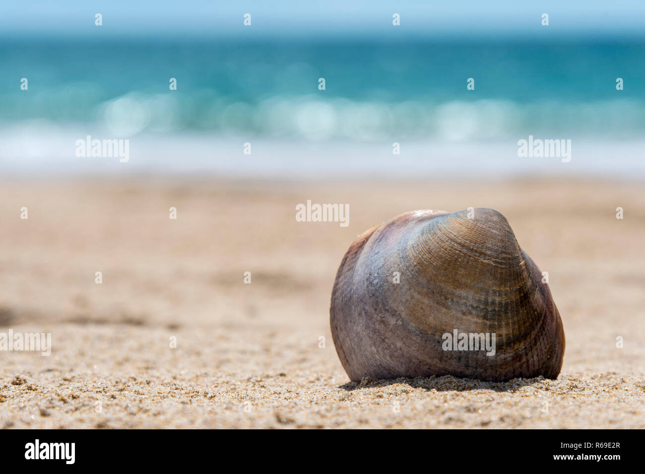 A Shell In The Sunshine On The Sandy Beach Stock Photo - Alamy