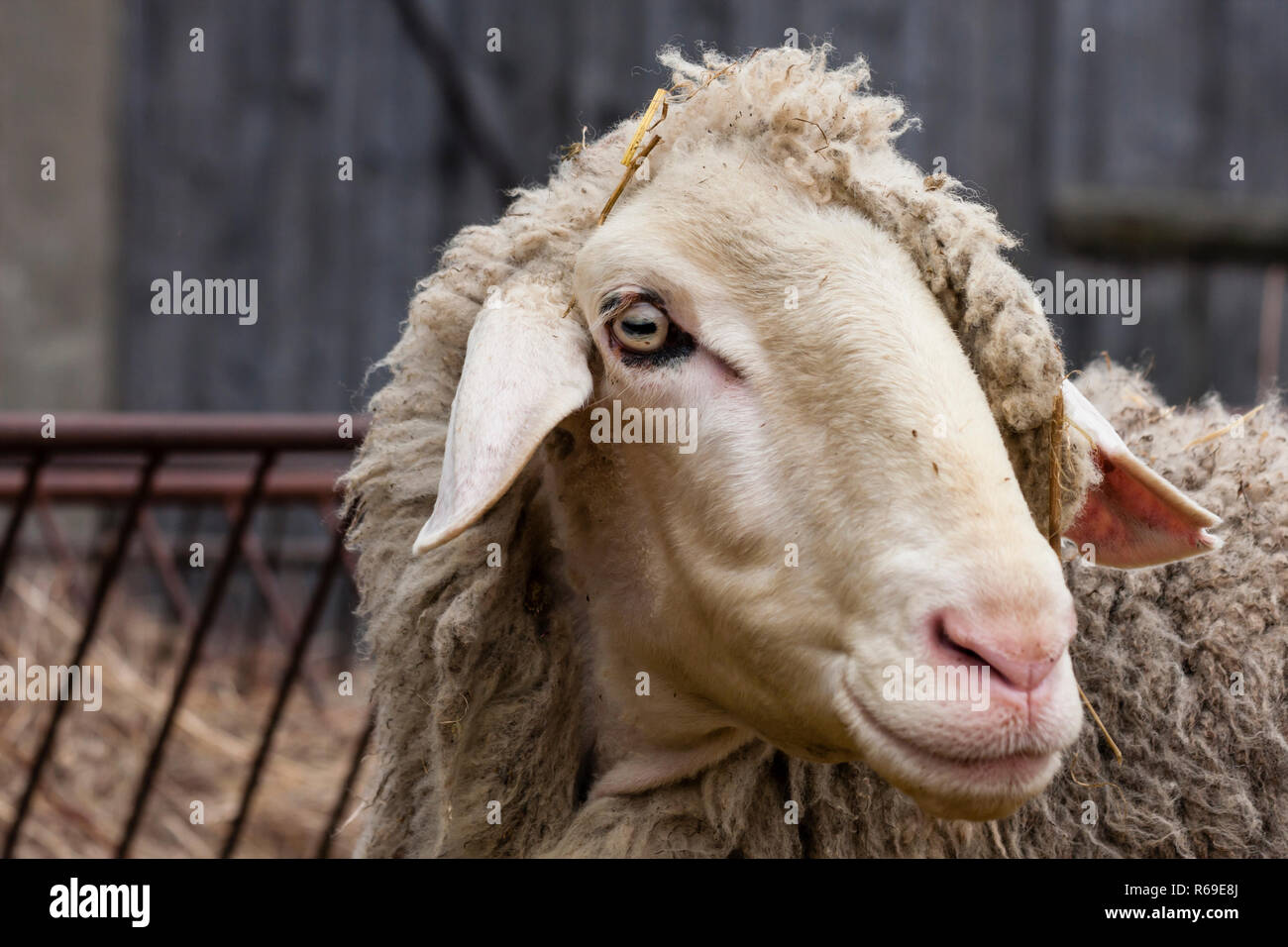 Head Of A Sheep Stock Photo - Alamy