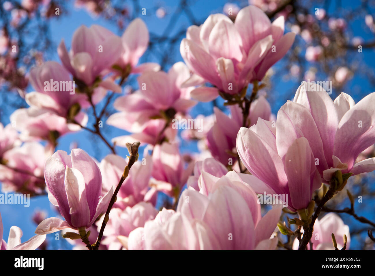 Magnolienbaum hi-res stock photography and images - Alamy