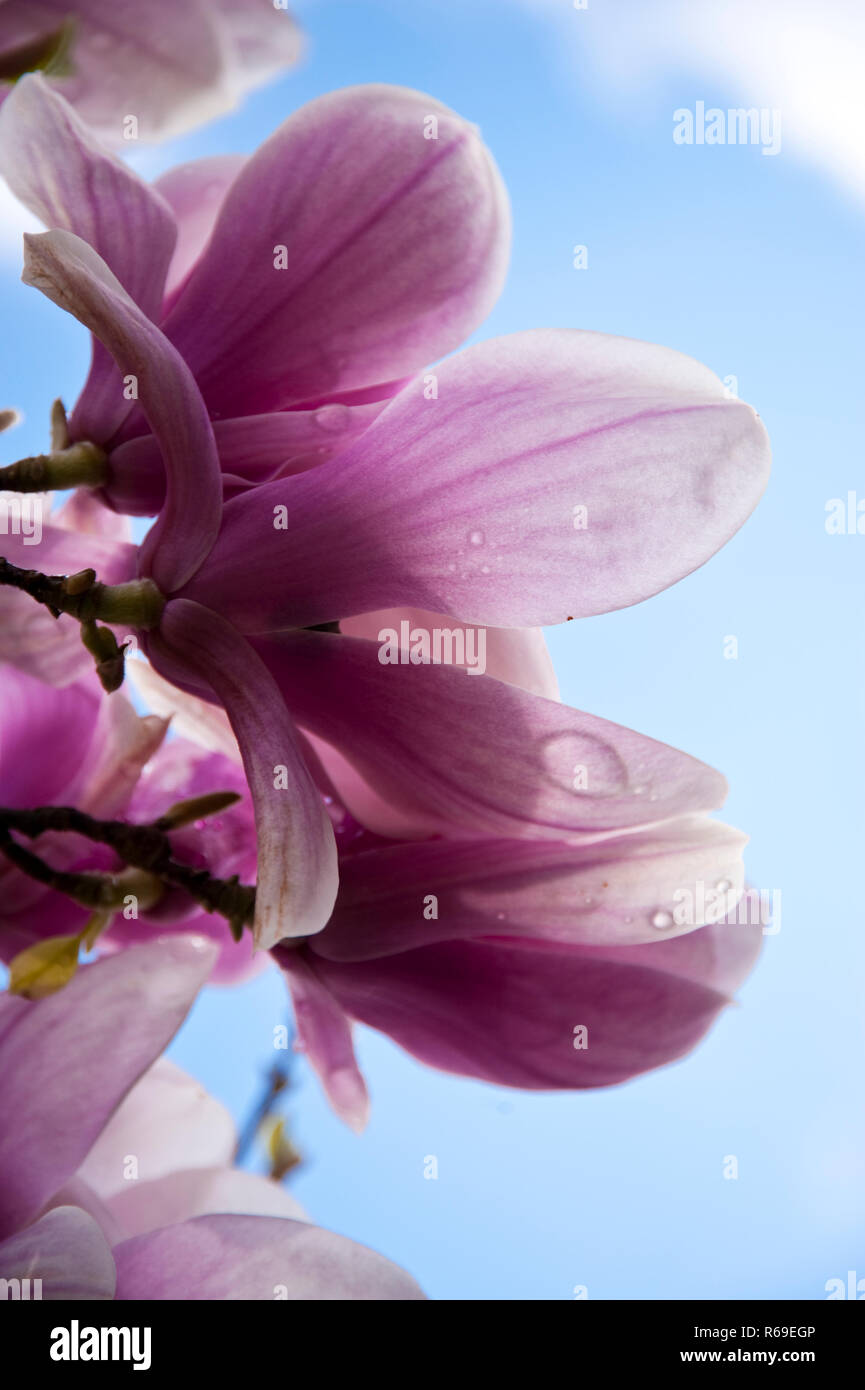 Magnolienbaum magnolia tree hi-res stock photography and images - Alamy
