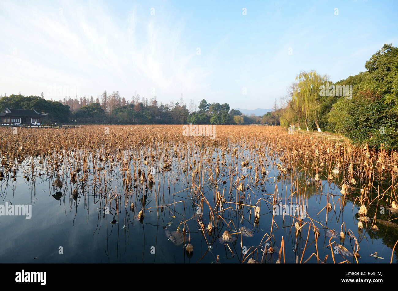 Dead lotus plants during winter on West Lake, Hangzhou Stock Photo - Alamy