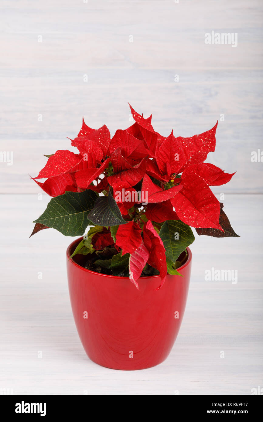 christmas flower red Poinsettia Stock Photo - Alamy