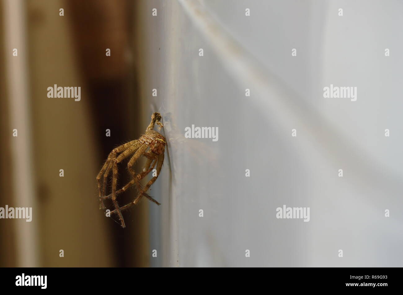 Spider washing hi-res stock photography and images - Alamy