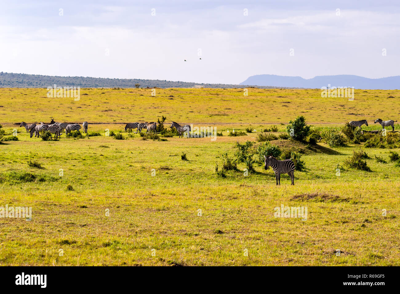 View of the savannah in Maasai Mara Park Kenya Stock Photo - Alamy