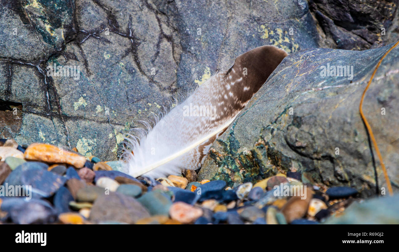White feather lying sandy beach hi-res stock photography and images - Alamy