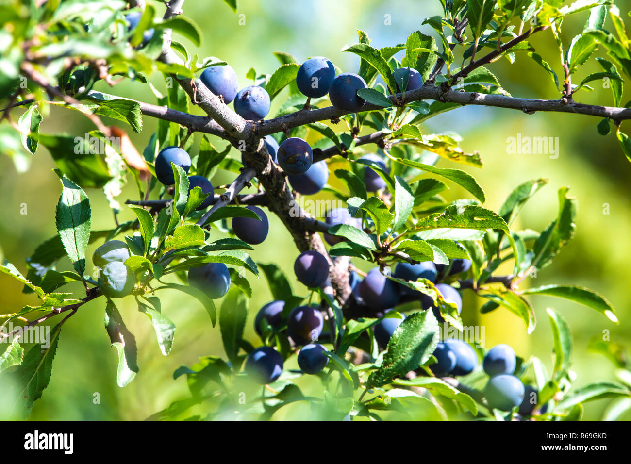 Prunus spinosa, Blackthorn or sloe berries on a tree at the coastline ...