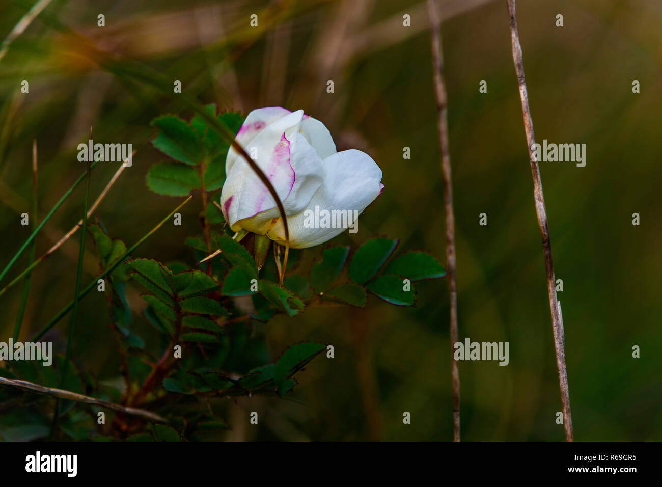 Flower of Burnet Rose, Rosa spinosissima, on coastal sand-dunes Stock ...