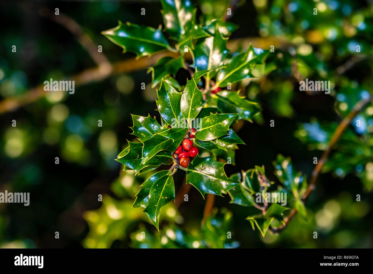 Common english holly berries hi-res stock photography and images - Alamy