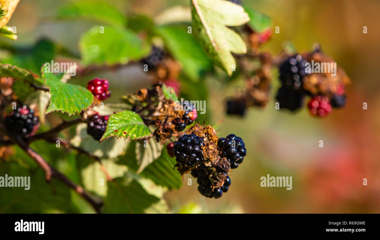 Wild blackberries on bush Stock Photo - Alamy