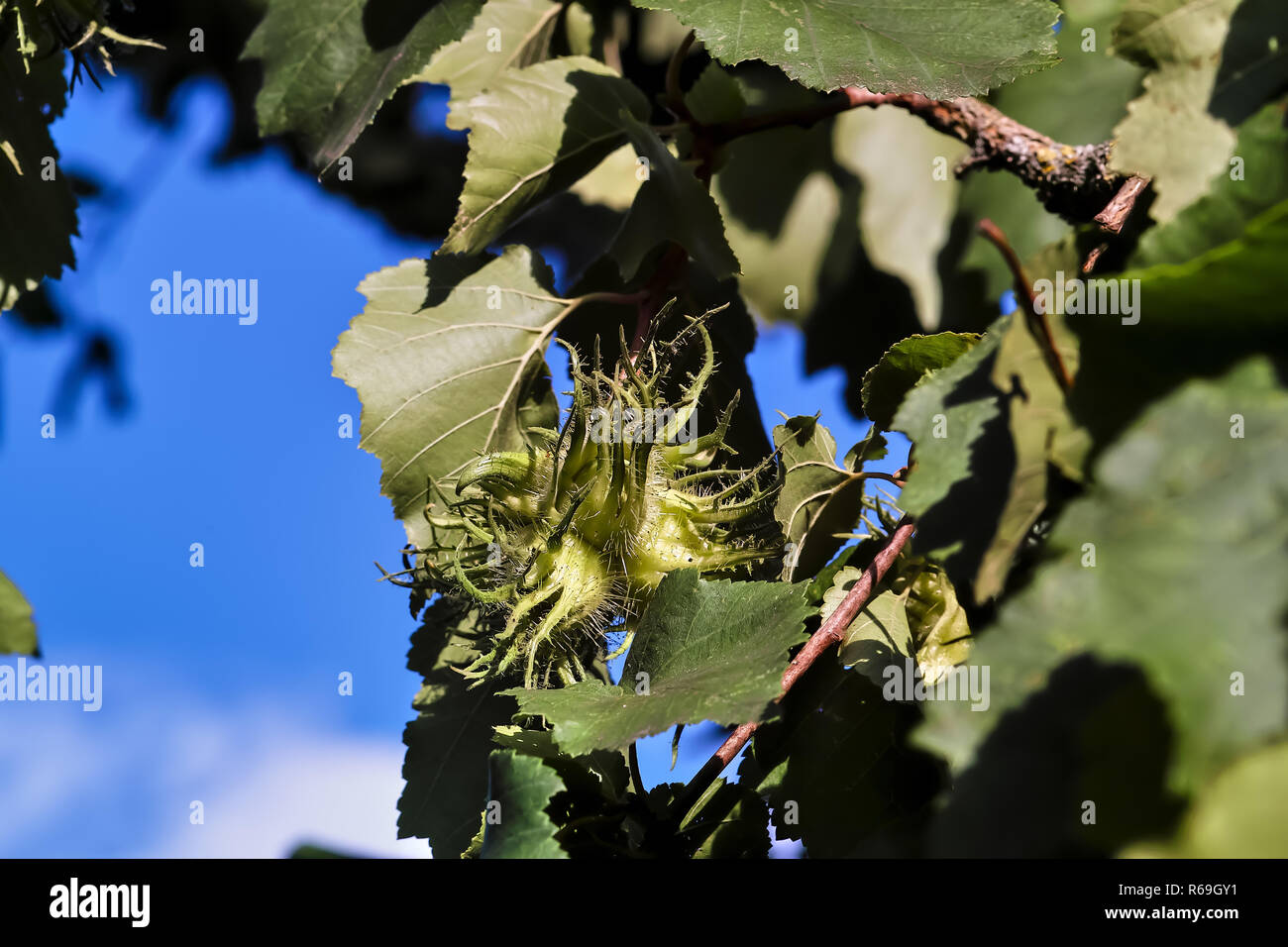 Turkish Hazel Corylus Colurna High Resolution Stock Photography and ...
