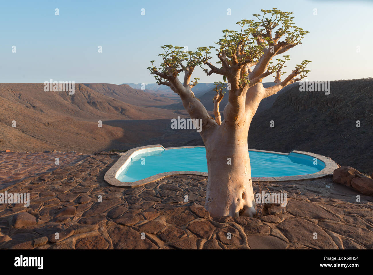 Butter Tree Grootberg Namibia Succulent Tylecodon Paniculatus Stock ...
