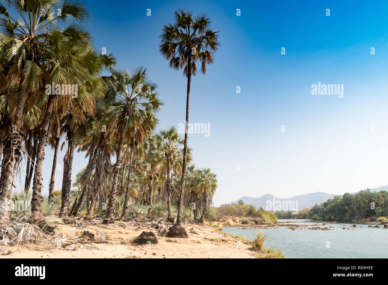 Palm Trees On The Banks Of The River Kunene In Kaokoveld Namibia Stock ...