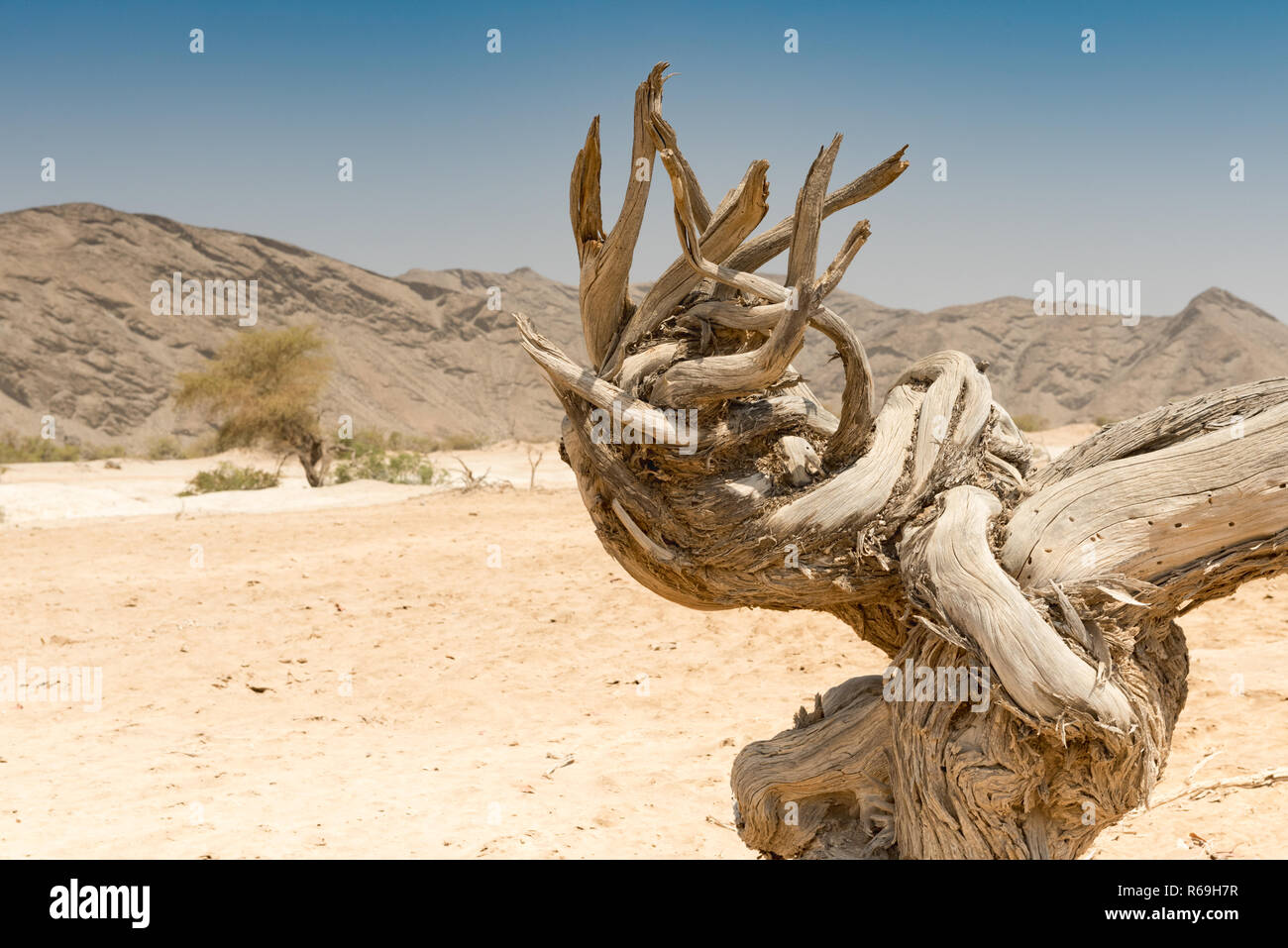 Uprooted Tree In The Remote Hoanib Valley Kaokoveld Namibia Stock Photo ...