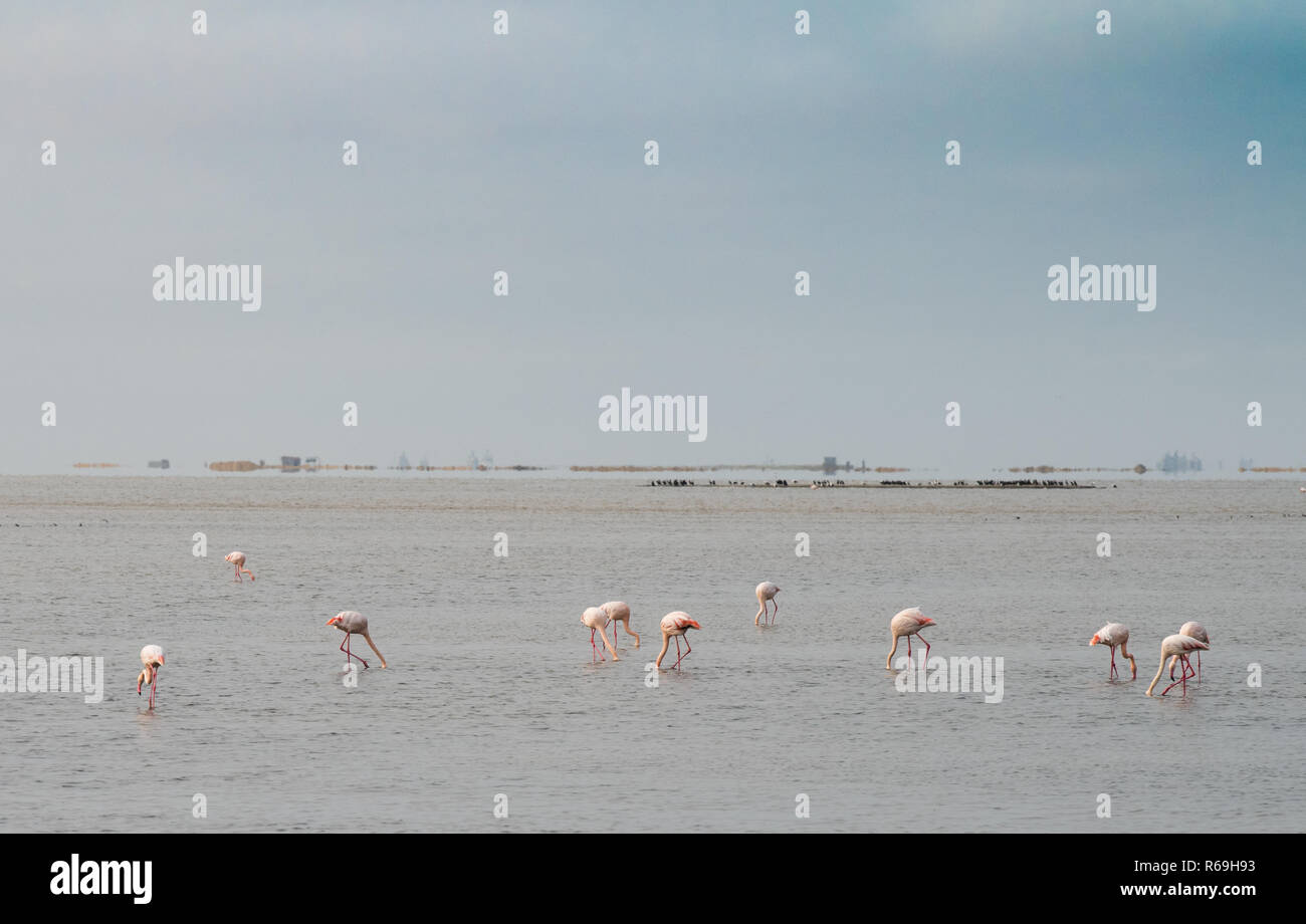 Flamingos In The Lagoon Of Walvis Bay, Erongo, Namibia Stock Photo - Alamy