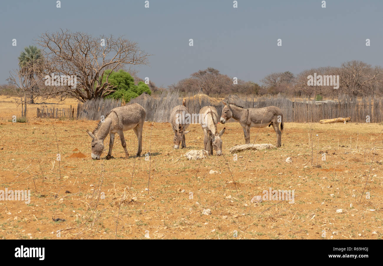 Donkeys As Farm Animals In Northern Namibia Kavango Region On The River ...