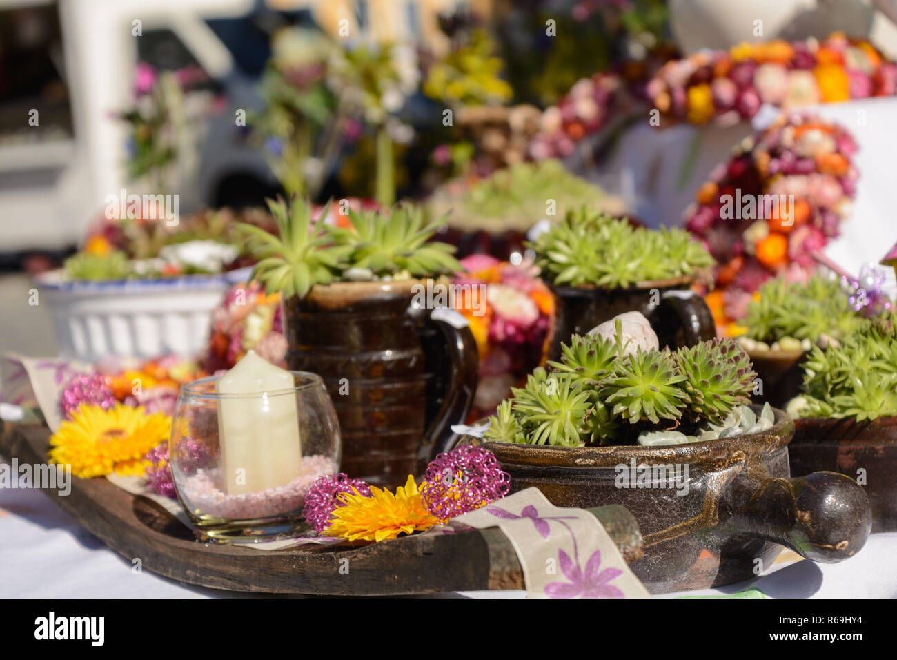 Colorful And Creative Succulents Arrangement Stock Photo - Alamy