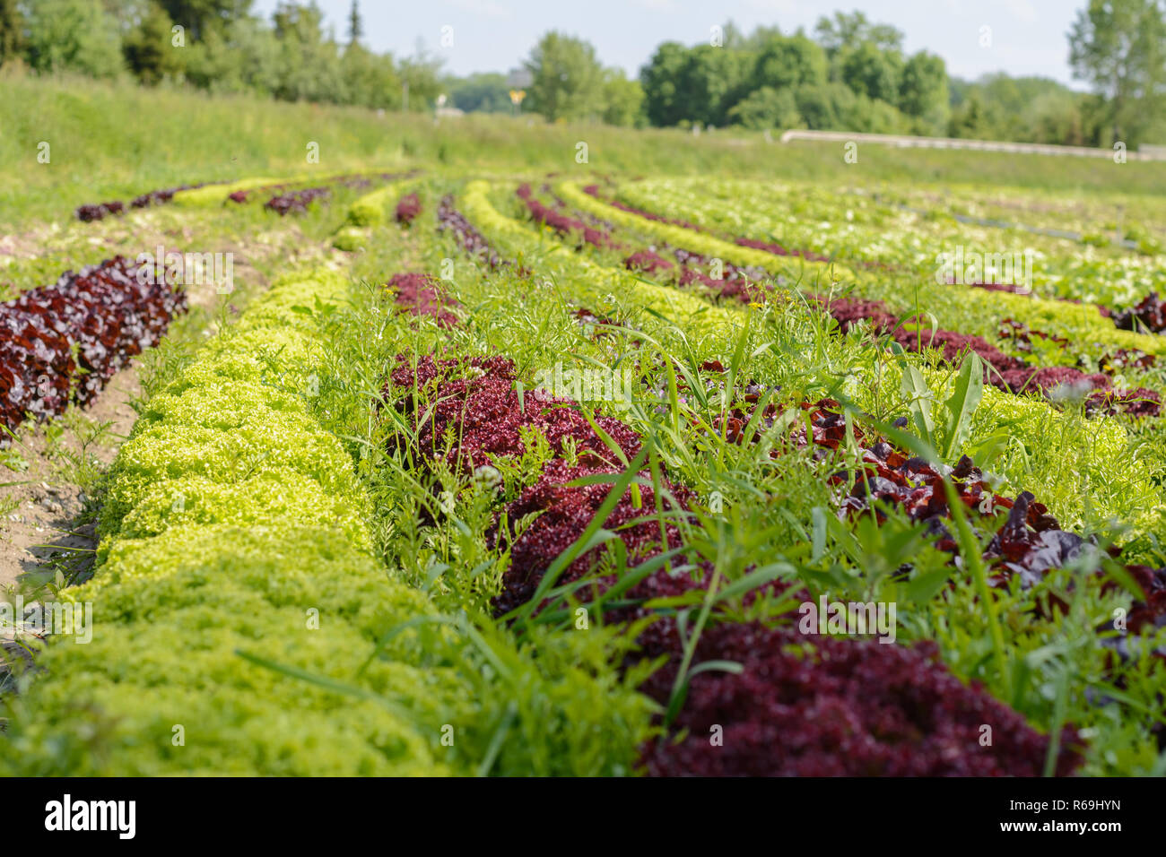 Colorful Salad Mix On Large Plantation Of Vegetable Farmers Stock Photo ...