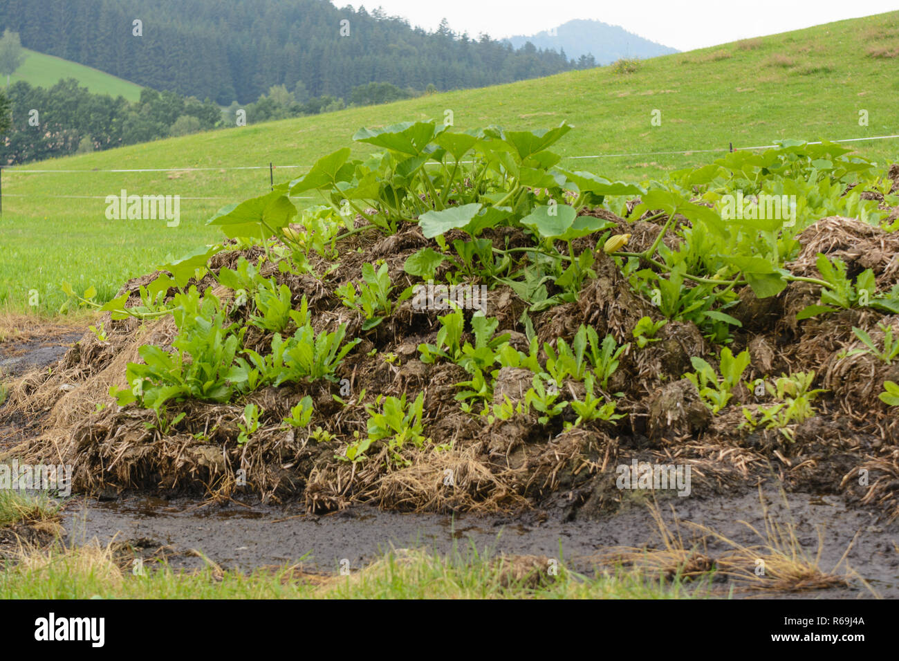 Profitable Natural Hotbed In Open Countryside Stock Photo - Alamy