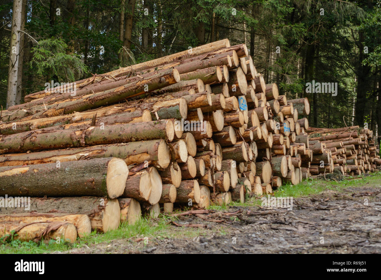 Felled Forest Trees Lying On A Pile Ready For Collection Stock Photo ...