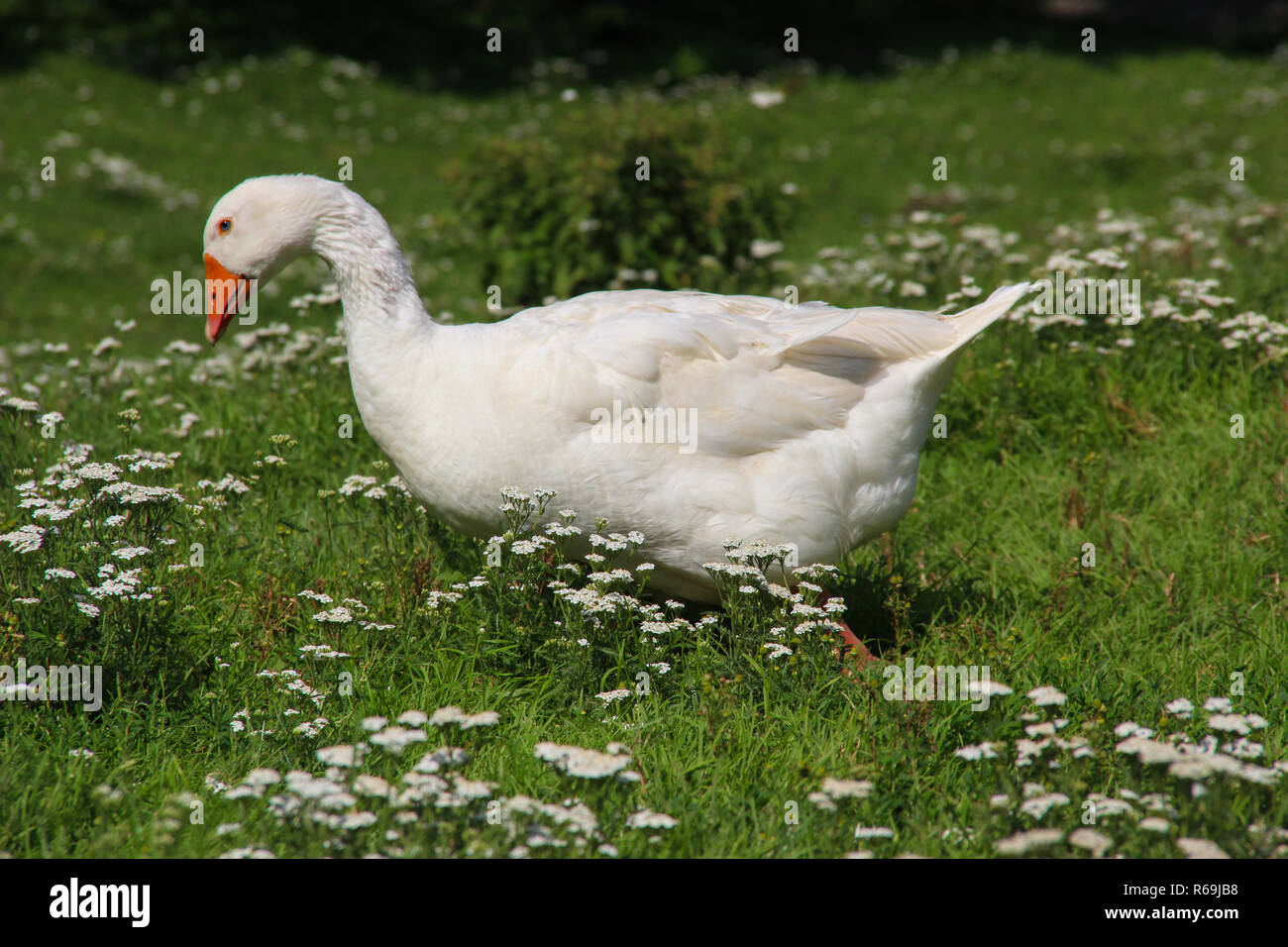Goose on a meadow Stock Photo - Alamy